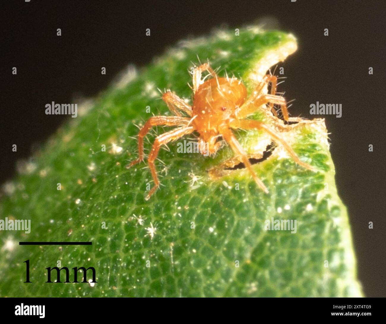 Mites and Ticks (Acari) Arachnida Stock Photo - Alamy