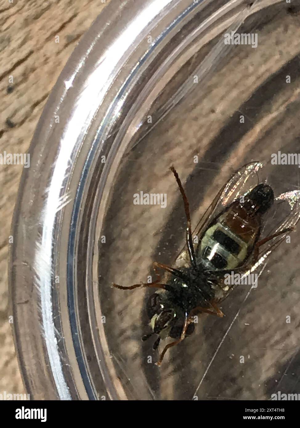 Large-tailed Aphideater (Eupeodes volucris) Insecta Stock Photo - Alamy