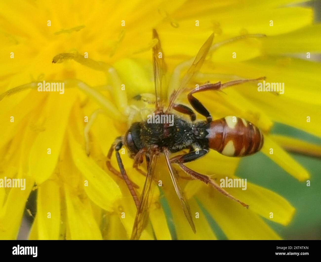 Nomad Bees (Nomada) Insecta Stock Photo - Alamy