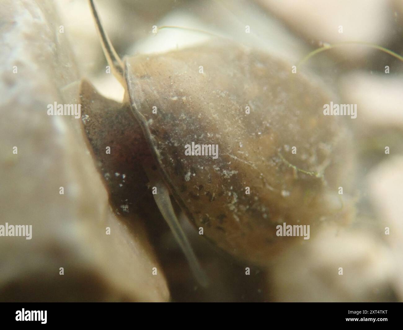 Acute Bladder Snail (Physella acuta) Mollusca Stock Photo - Alamy