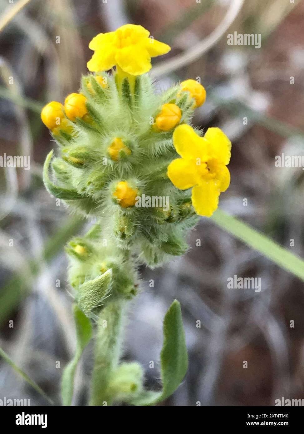 Brenda's Yellow Cryptantha (Oreocarya flava) Plantae Stock Photo - Alamy