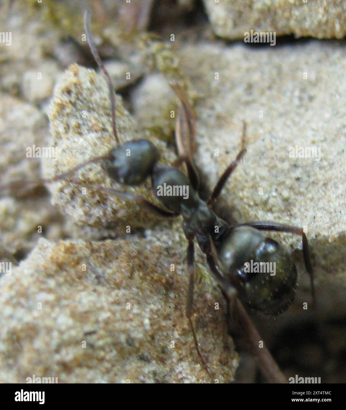 Wood, Mound, and Field Ants (Formica) Insecta Stock Photo - Alamy