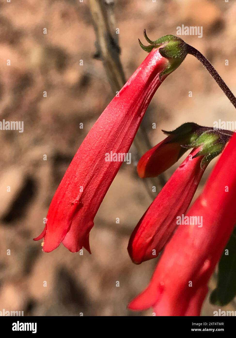 firecracker penstemon (Penstemon eatonii) Plantae Stock Photo - Alamy