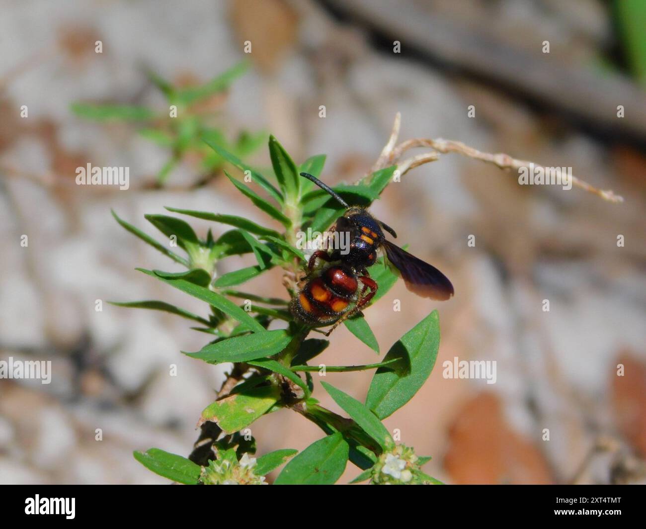 Noble Scoliid Wasp (Scolia nobilitata) Insecta Stock Photo - Alamy