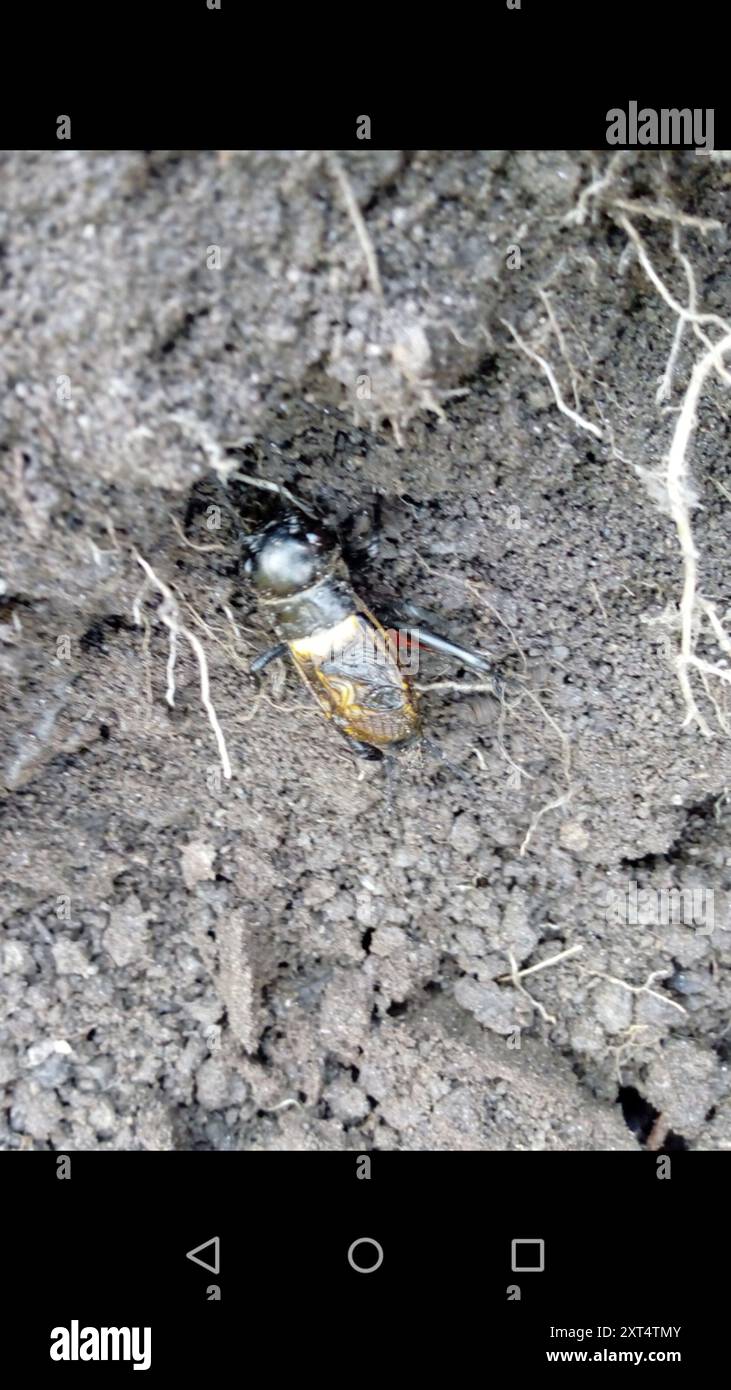 European Field Cricket (Gryllus campestris) Insecta Stock Photo - Alamy