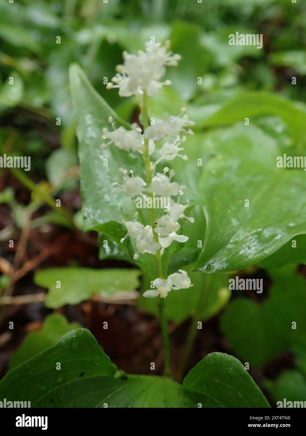 Western Lily of the Valley (Maianthemum dilatatum) Plantae Stock Photo ...