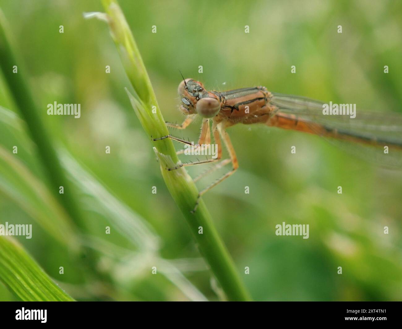 Eastern Forktail (Ischnura verticalis) Insecta Stock Photo - Alamy