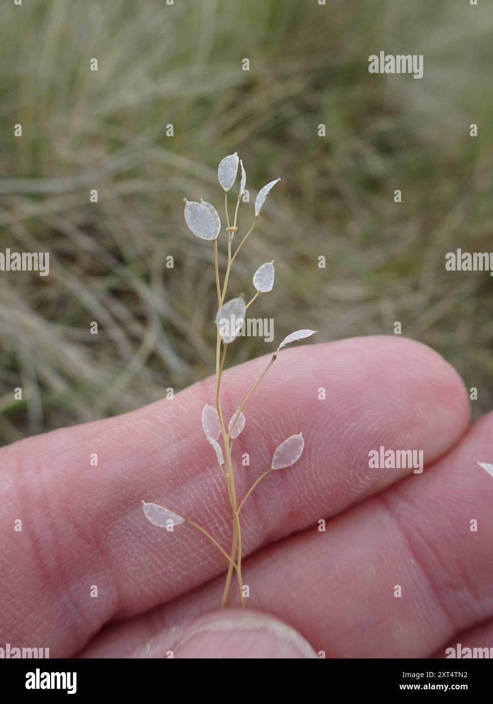 Common Whitlowgrass (Draba verna) Plantae Stock Photo - Alamy