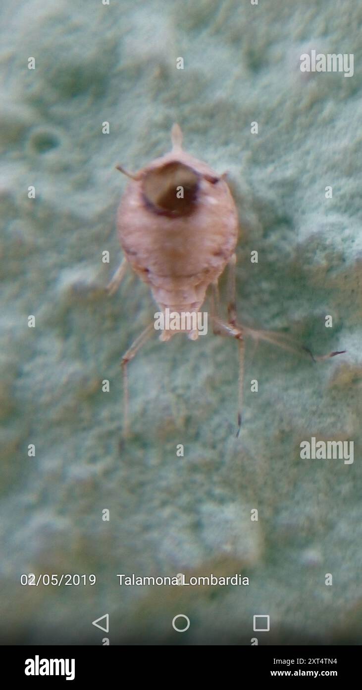 Aphids (Aphididae) Insecta Stock Photo - Alamy