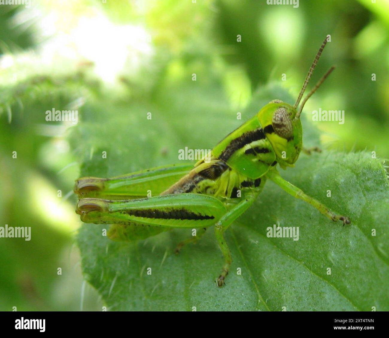 Two-striped Grasshopper (Melanoplus bivittatus) Insecta Stock Photo - Alamy