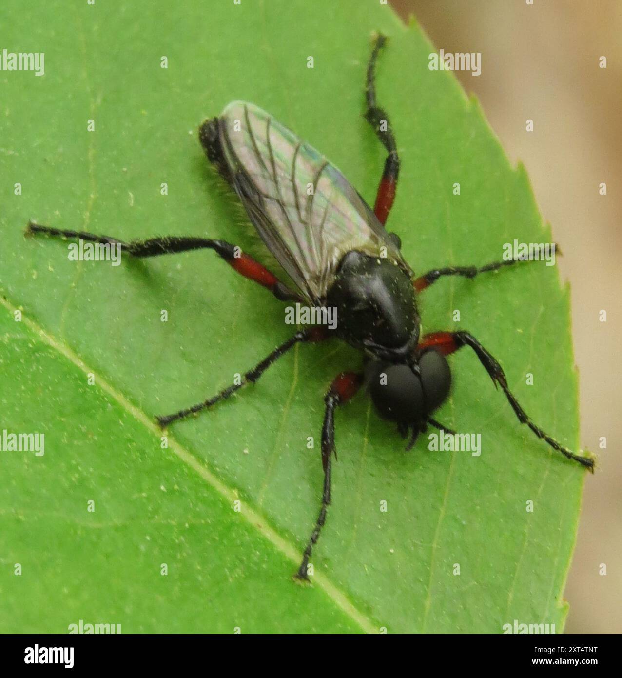 Lovebug (Bibio femoratus) Insecta Stock Photo - Alamy