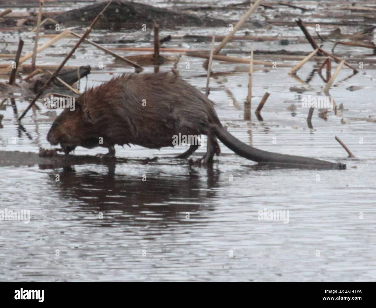 Muskrat (Ondatra zibethicus) Mammalia Stock Photo - Alamy