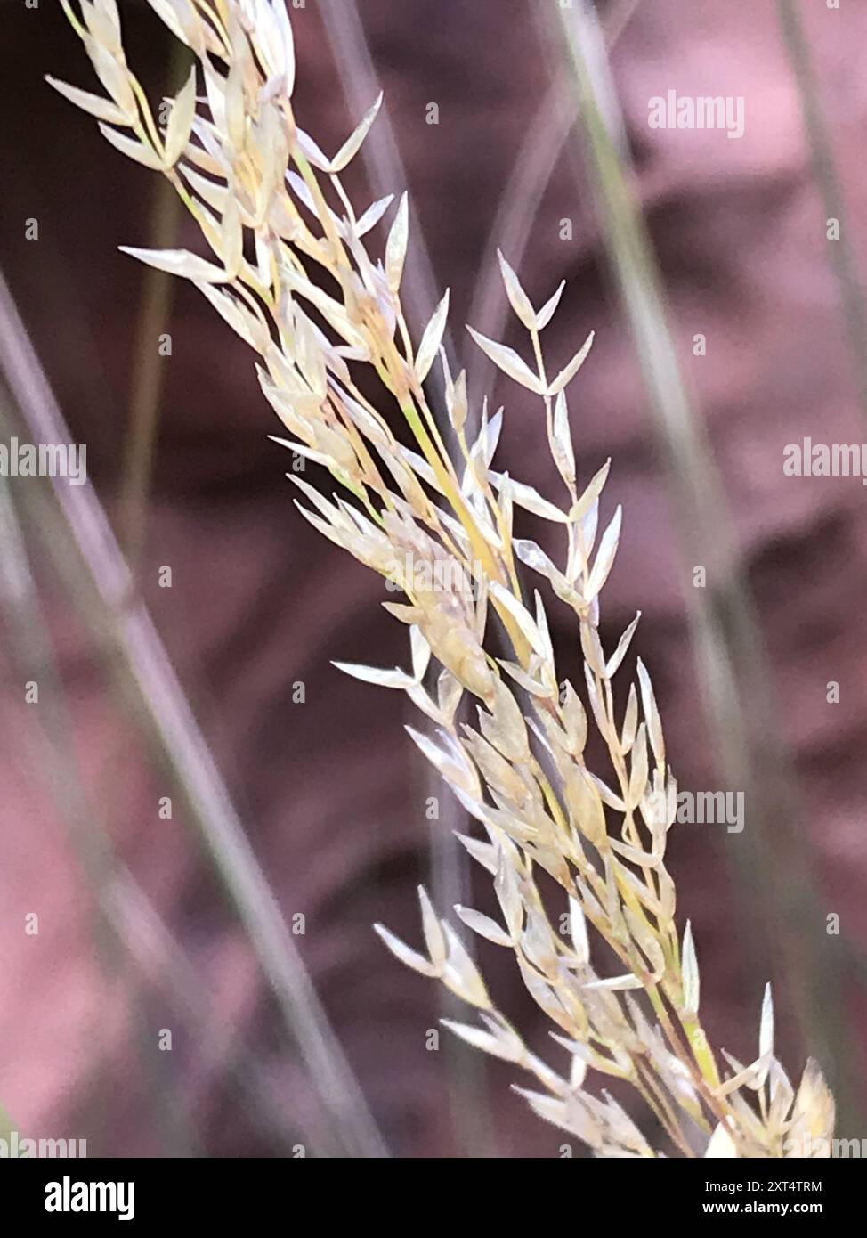 grasses (Poaceae) Plantae Stock Photo - Alamy