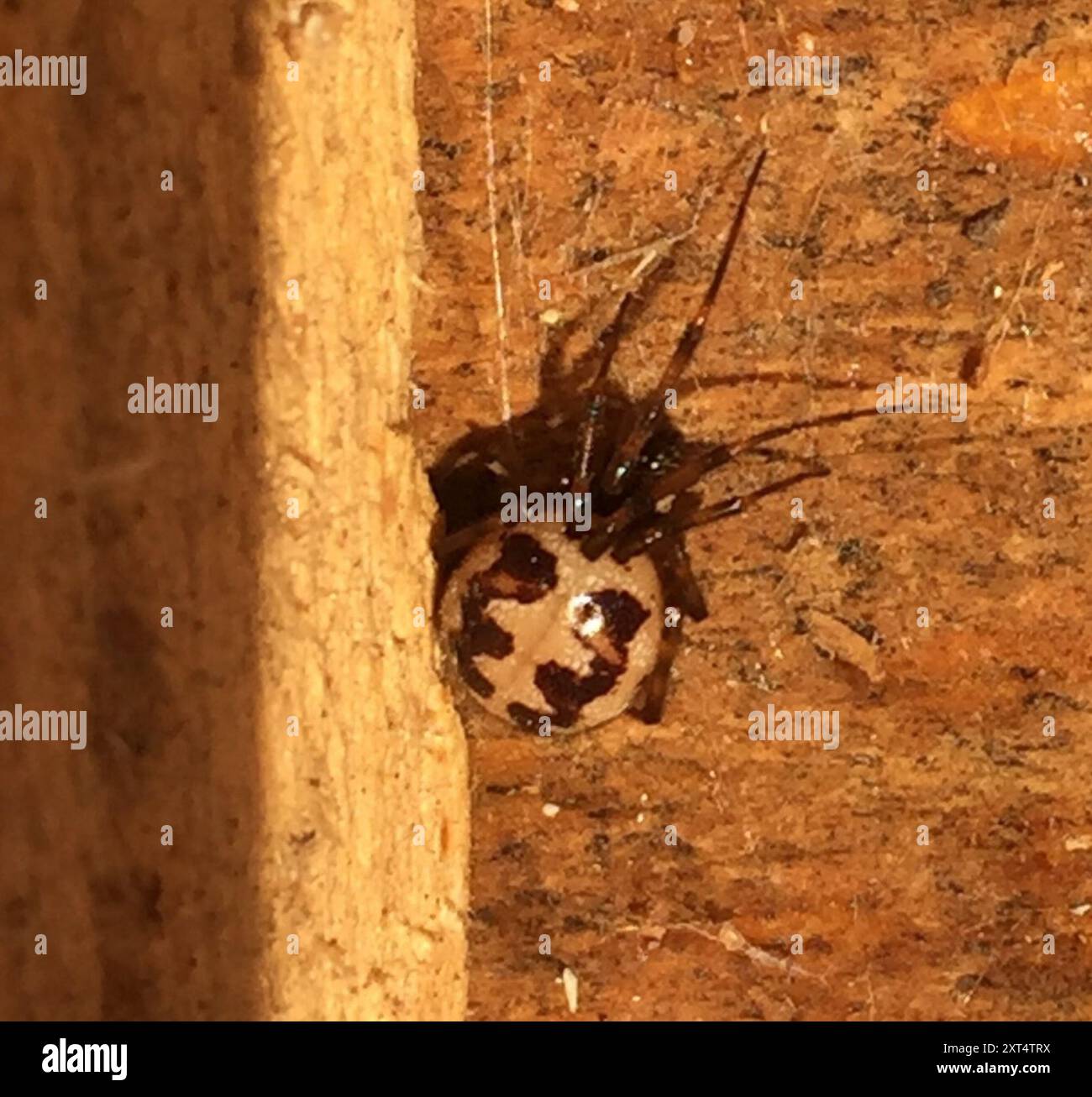 Triangulate Combfoot (Steatoda triangulosa) Arachnida Stock Photo - Alamy