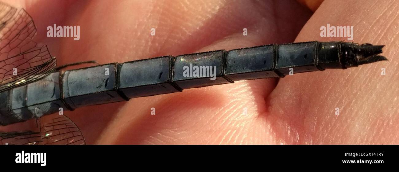 Great Blue Skimmer (Libellula vibrans) Insecta Stock Photo - Alamy