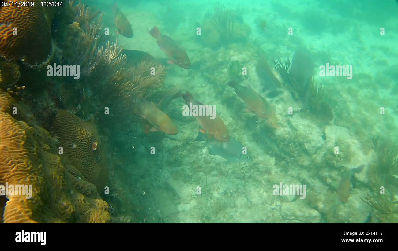 Chubs (Kyphosus) Actinopterygii Stock Photo - Alamy