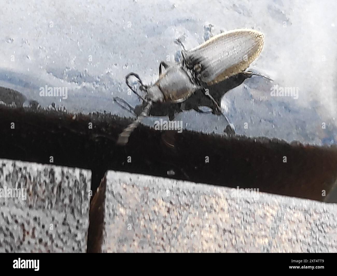 Click Beetles (Elateridae) Insecta Stock Photo - Alamy