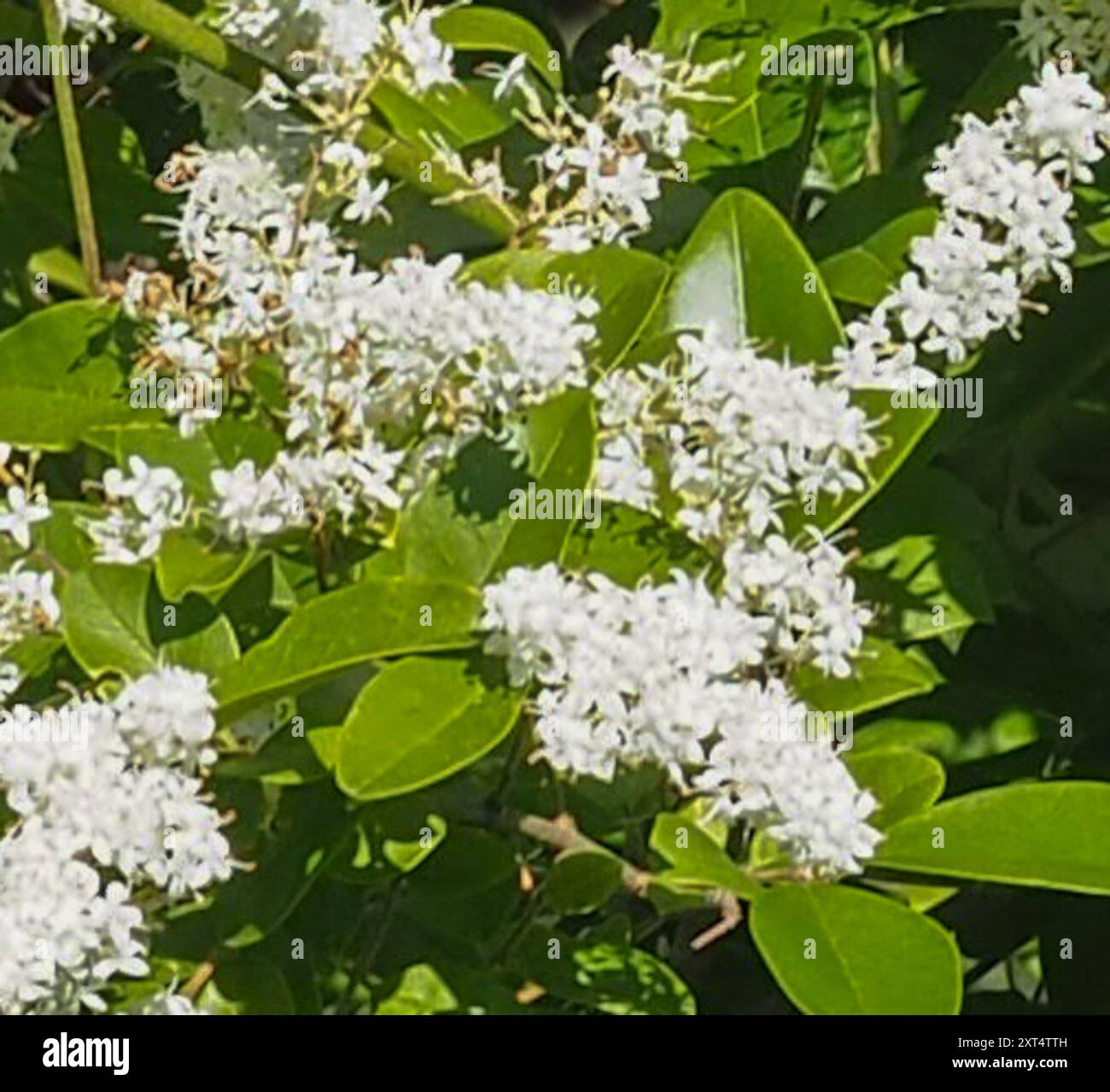 Chinese privet (Ligustrum sinense) Plantae Stock Photo - Alamy