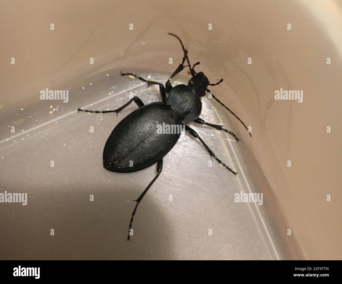 (Carabus coriaceus) Insecta Stock Photo - Alamy