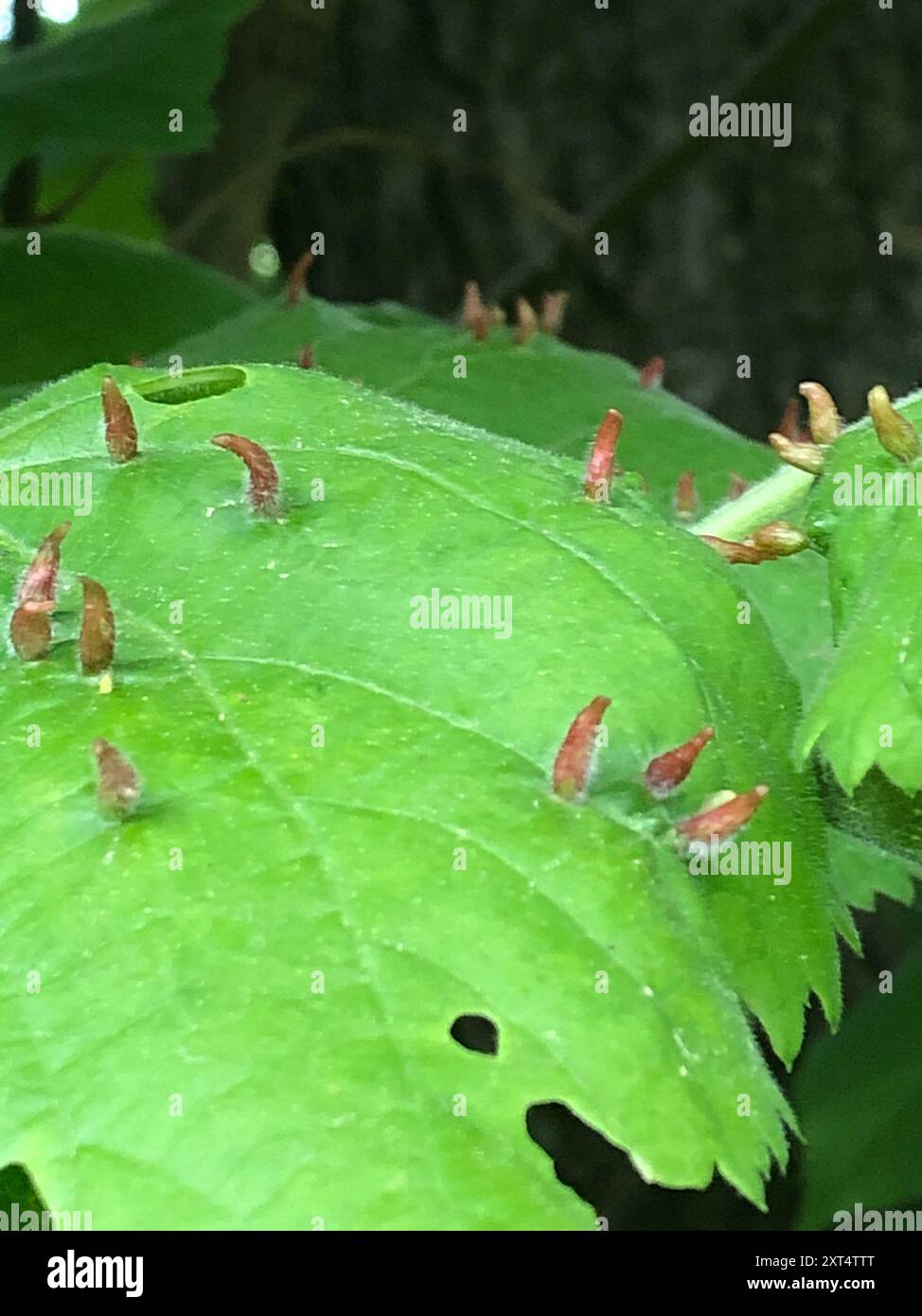 Red Nail Gall Mite (Eriophyes tiliae) Arachnida Stock Photo - Alamy