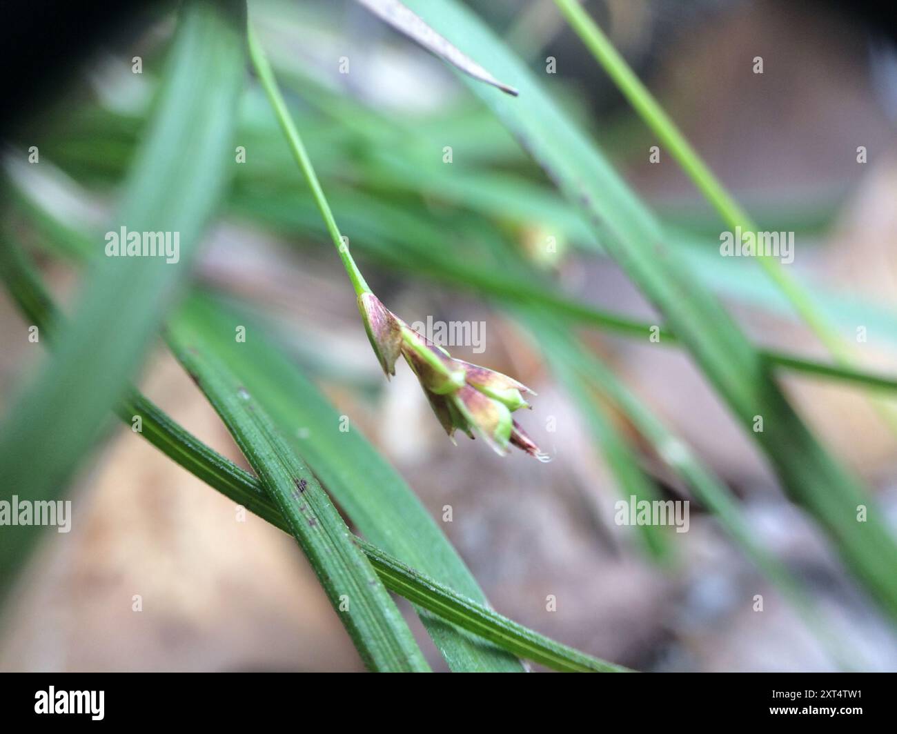 long-stalked sedge (Carex pedunculata) Plantae Stock Photo - Alamy