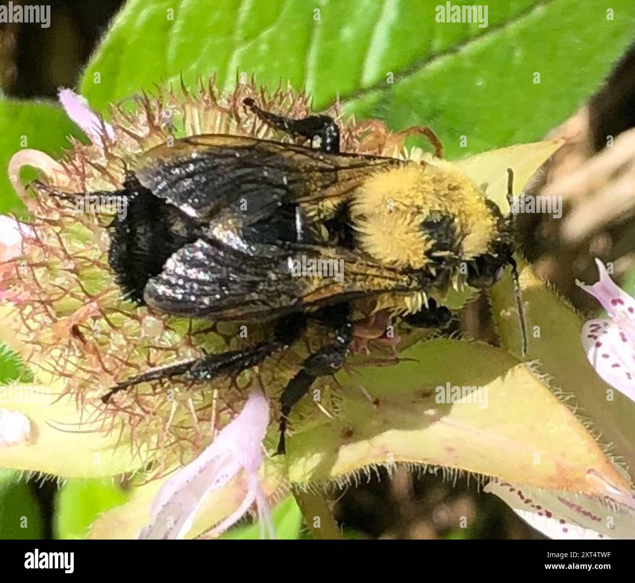 Common Eastern Bumble Bee (Bombus impatiens) Insecta Stock Photo - Alamy