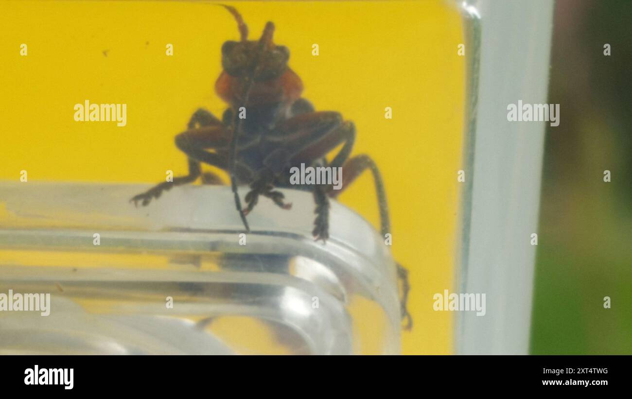 Rustic Sailor Beetle (Cantharis rustica) Insecta Stock Photo - Alamy