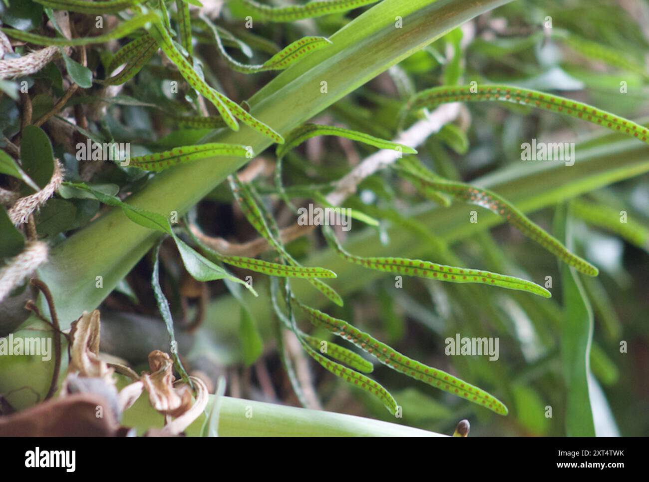 (Microgramma vacciniifolia) Plantae Stock Photo - Alamy