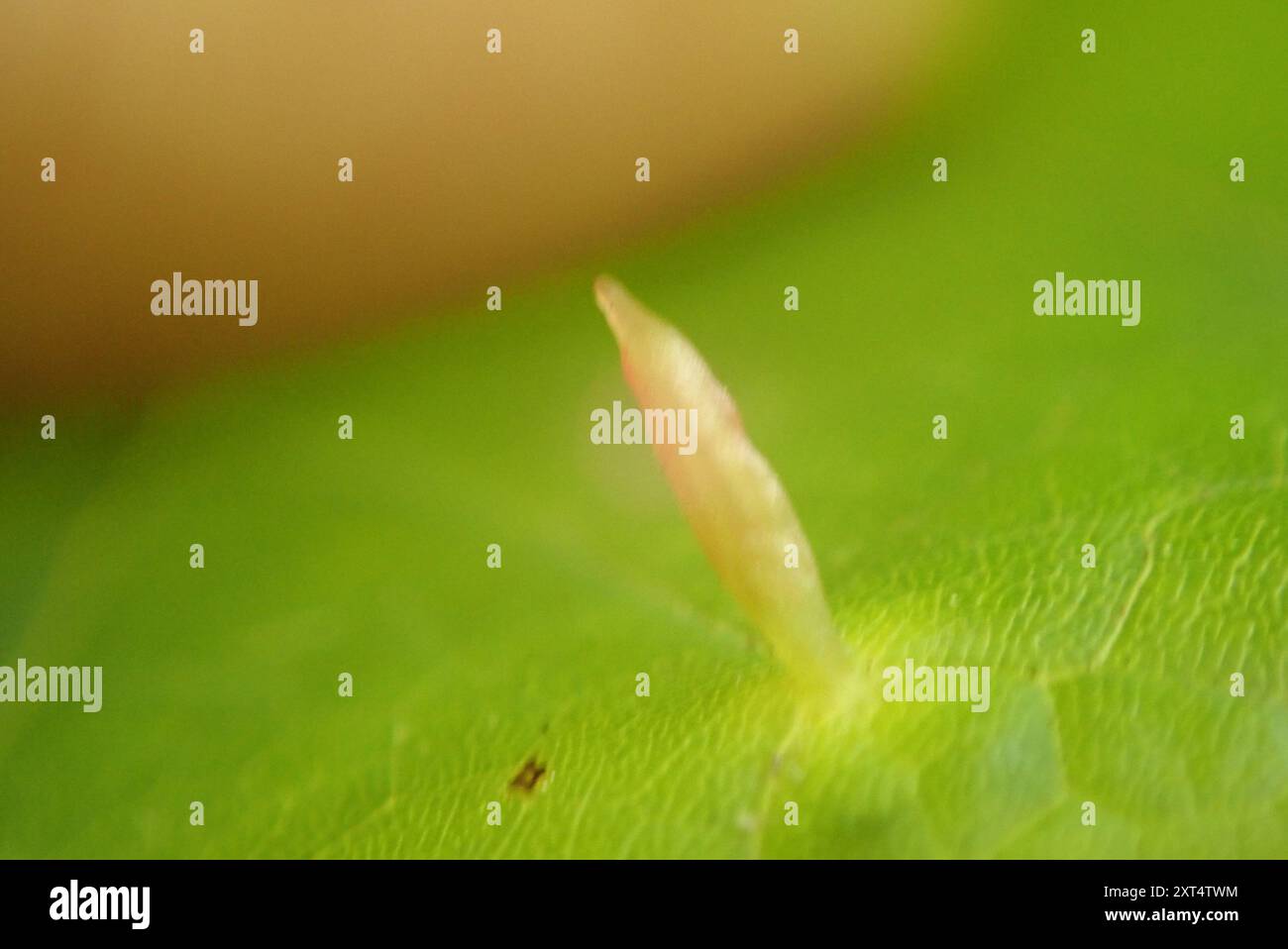 Maple Spindle Gall Mite (Vasates aceriscrumena) Arachnida Stock Photo ...