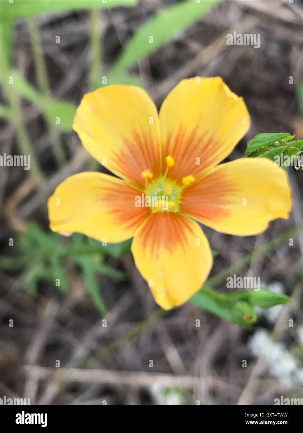 Yellow Flax (Linum rigidum) Plantae Stock Photo - Alamy
