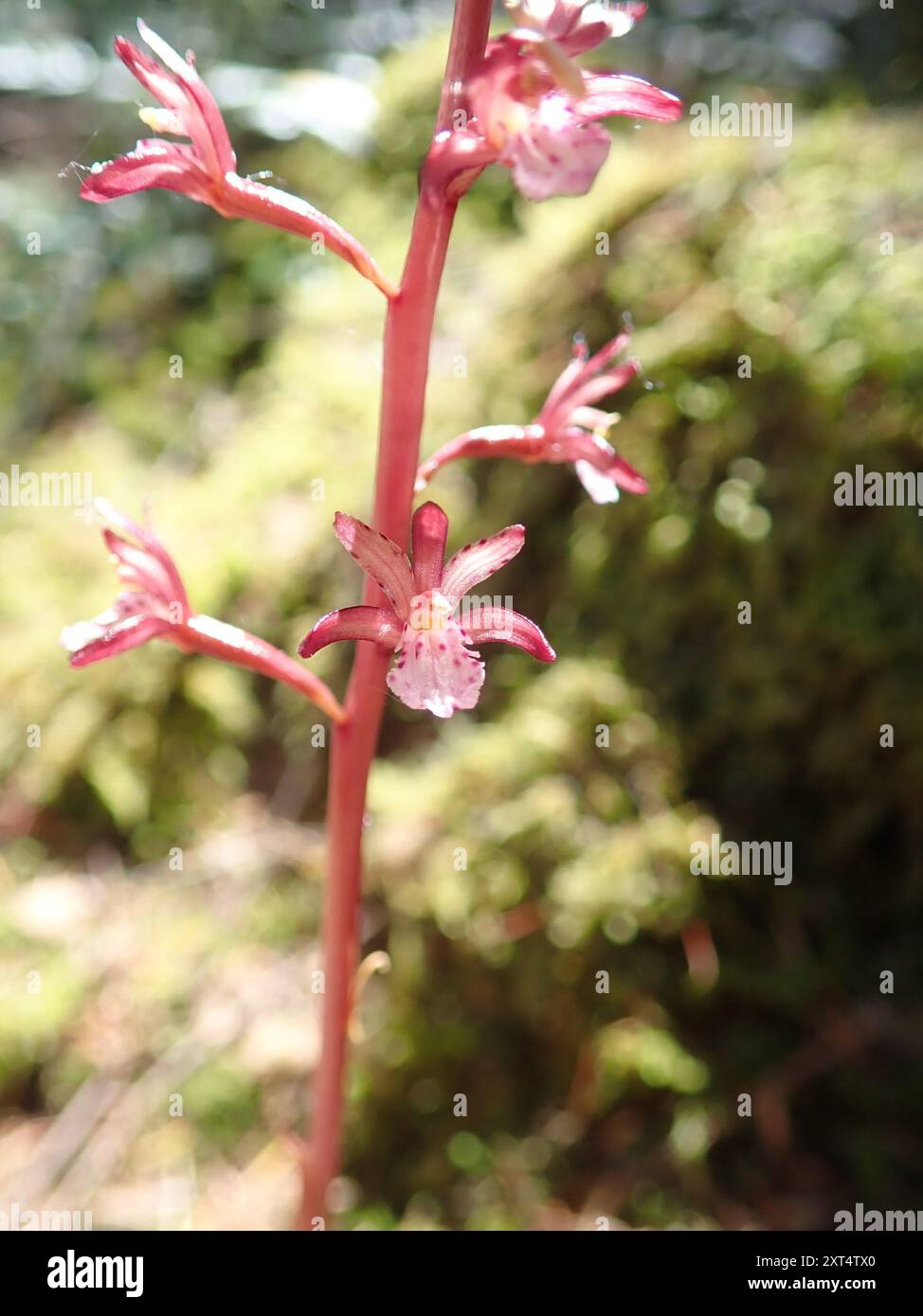 Western spotted coralroot (Corallorhiza maculata occidentalis) Plantae ...