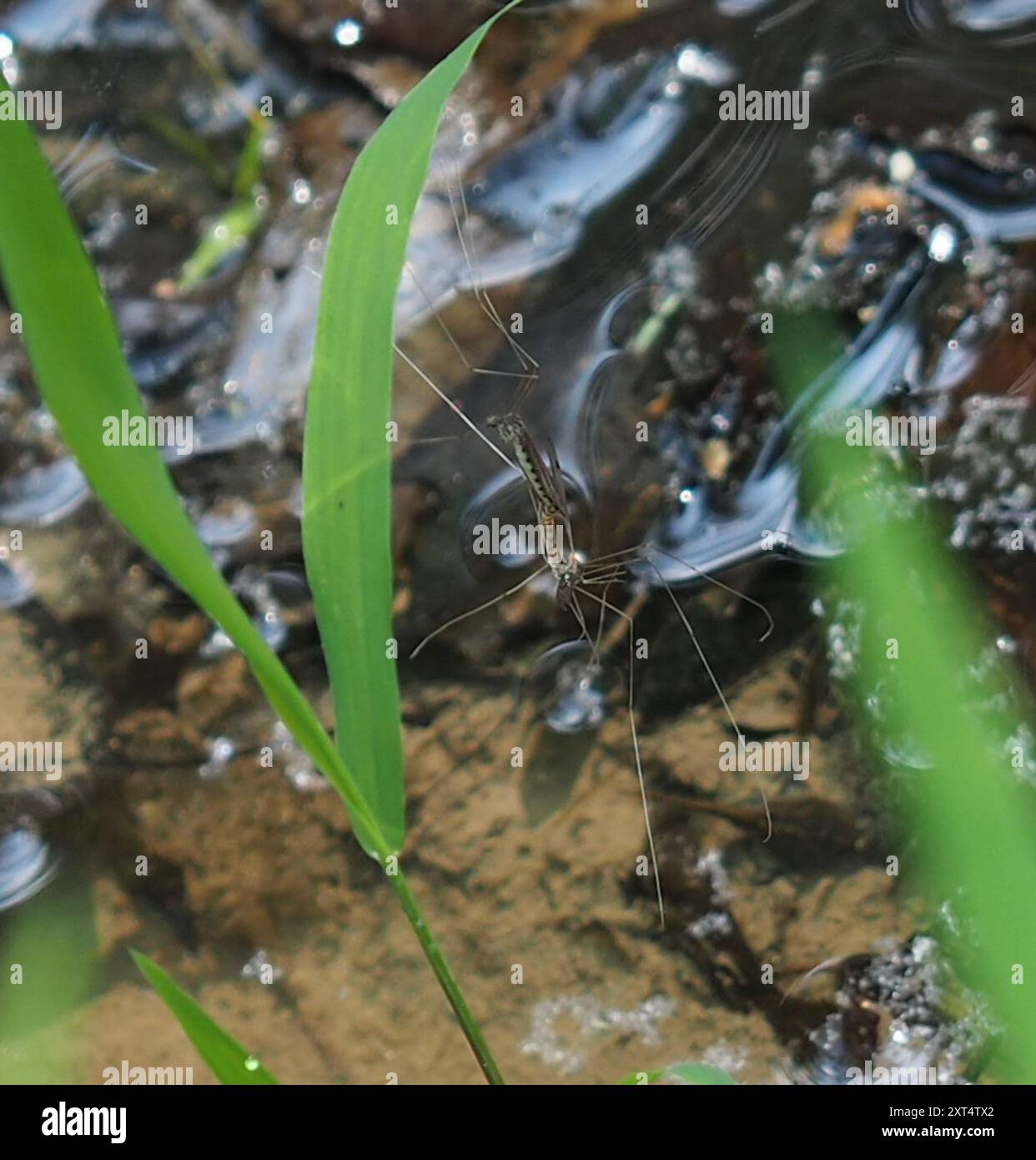 Crane Flies (Tipulomorpha) Insecta Stock Photo - Alamy