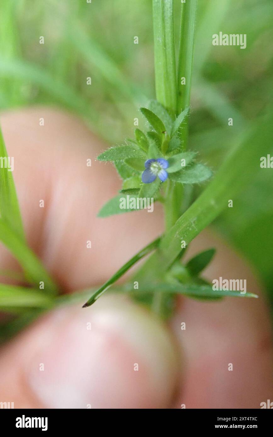 corn speedwell (Veronica arvensis) Plantae Stock Photo - Alamy