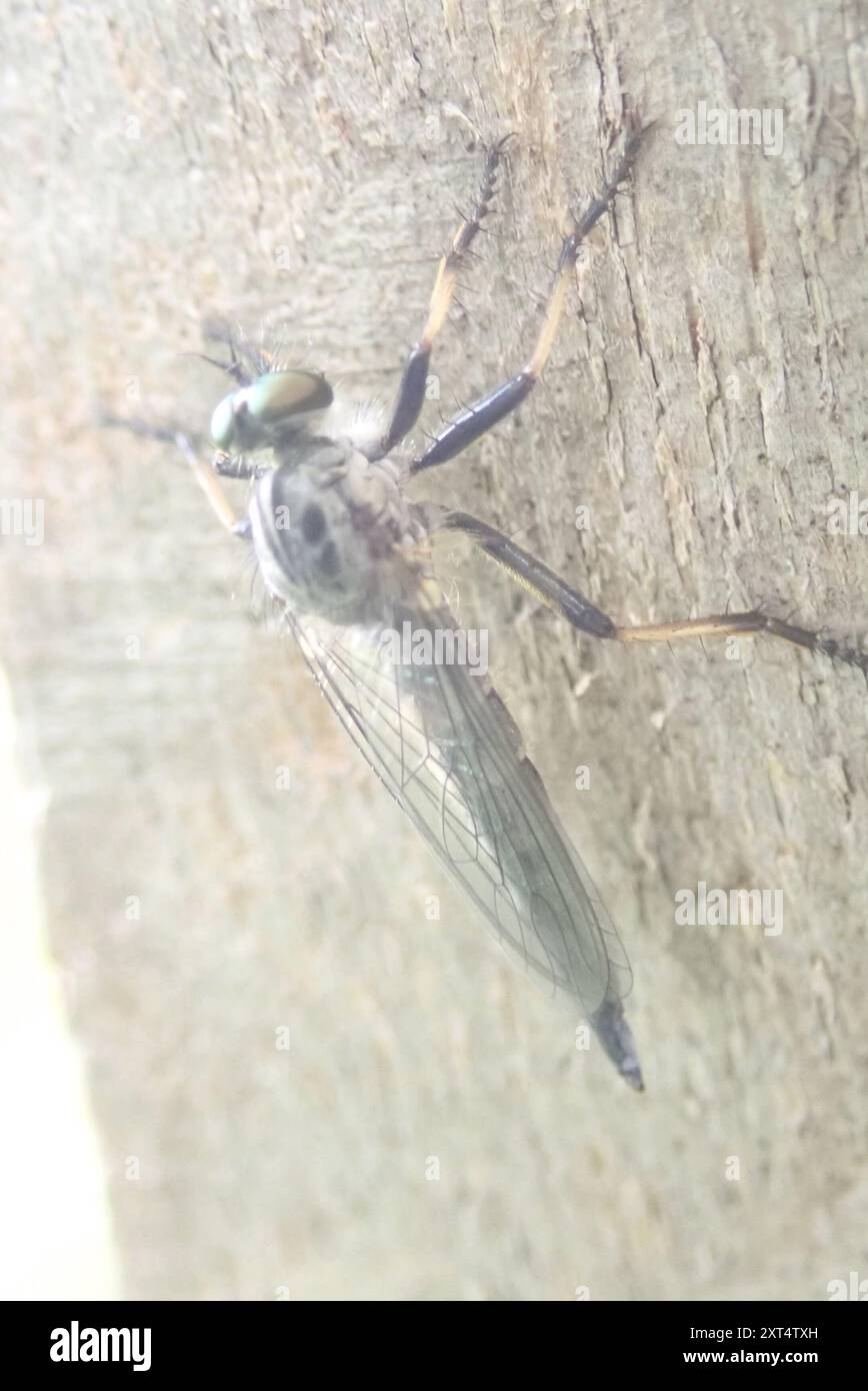Common Awl Robber Fly (Neoitamus cyanurus) Insecta Stock Photo - Alamy