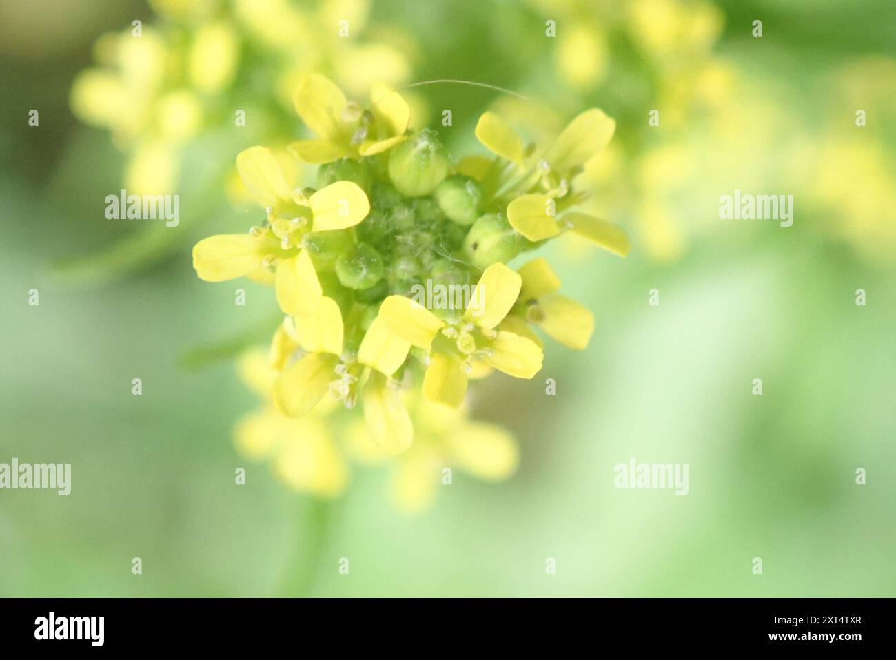 mustard family (Brassicaceae) Plantae Stock Photo - Alamy