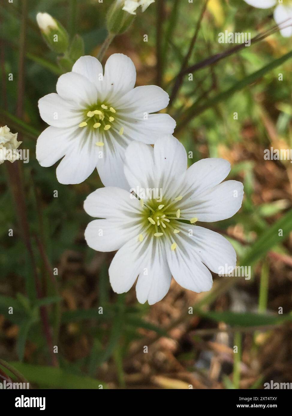 field chickweed (Cerastium arvense) Plantae Stock Photo - Alamy