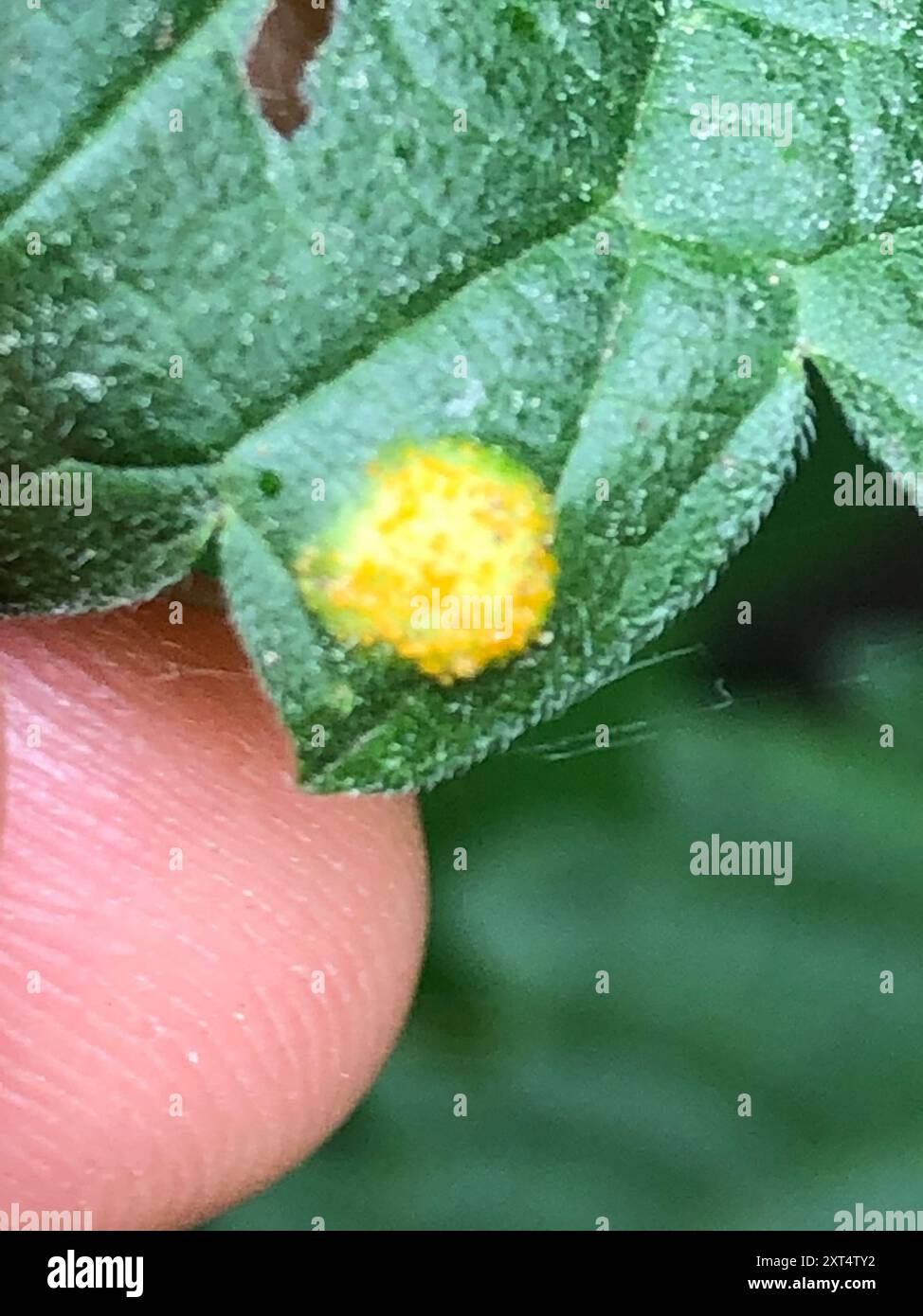Nettle Clustercup Rust fungus (Puccinia urticata) Fungi Stock Photo - Alamy