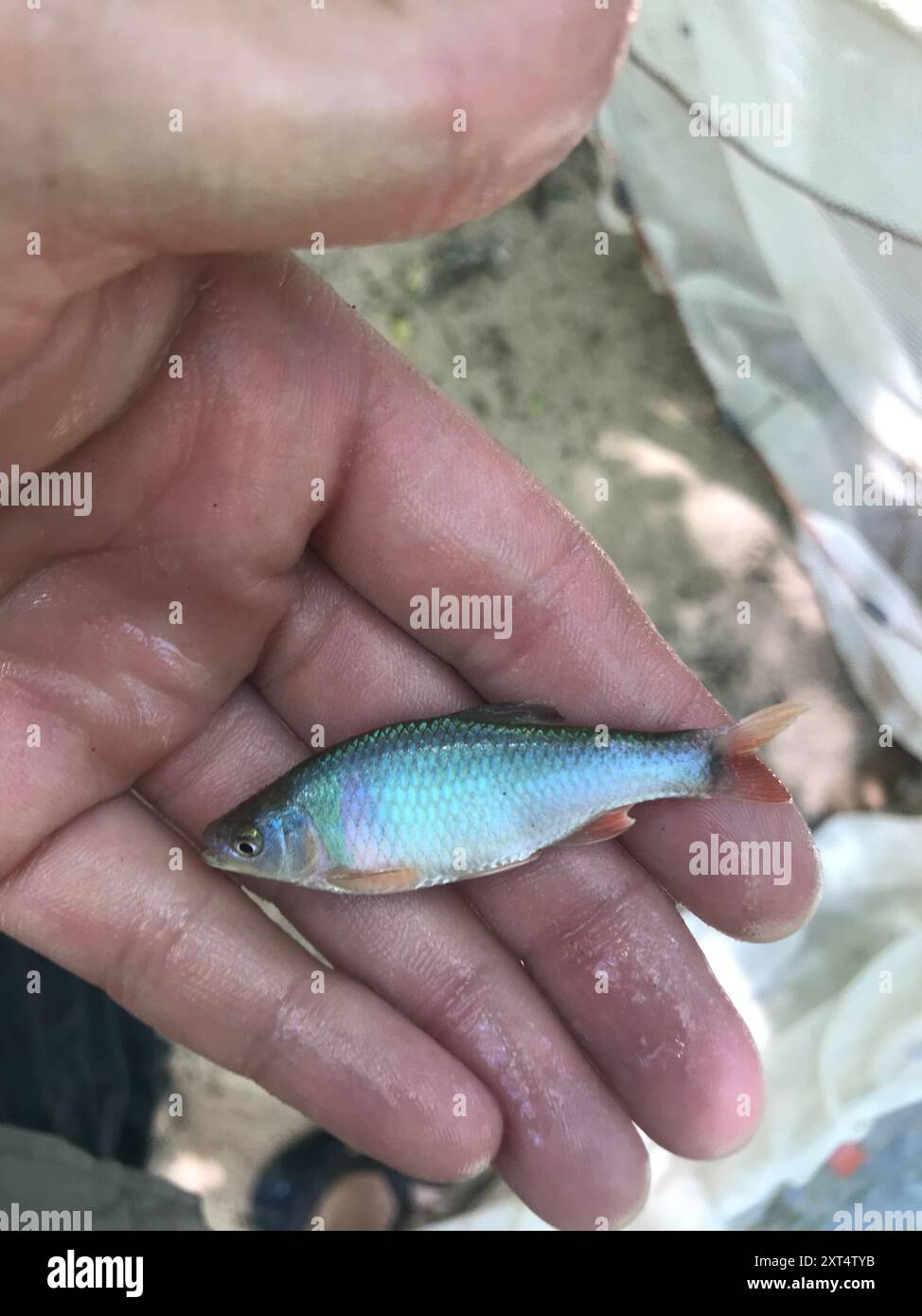 Red Shiner (Cyprinella lutrensis) Actinopterygii Stock Photo - Alamy