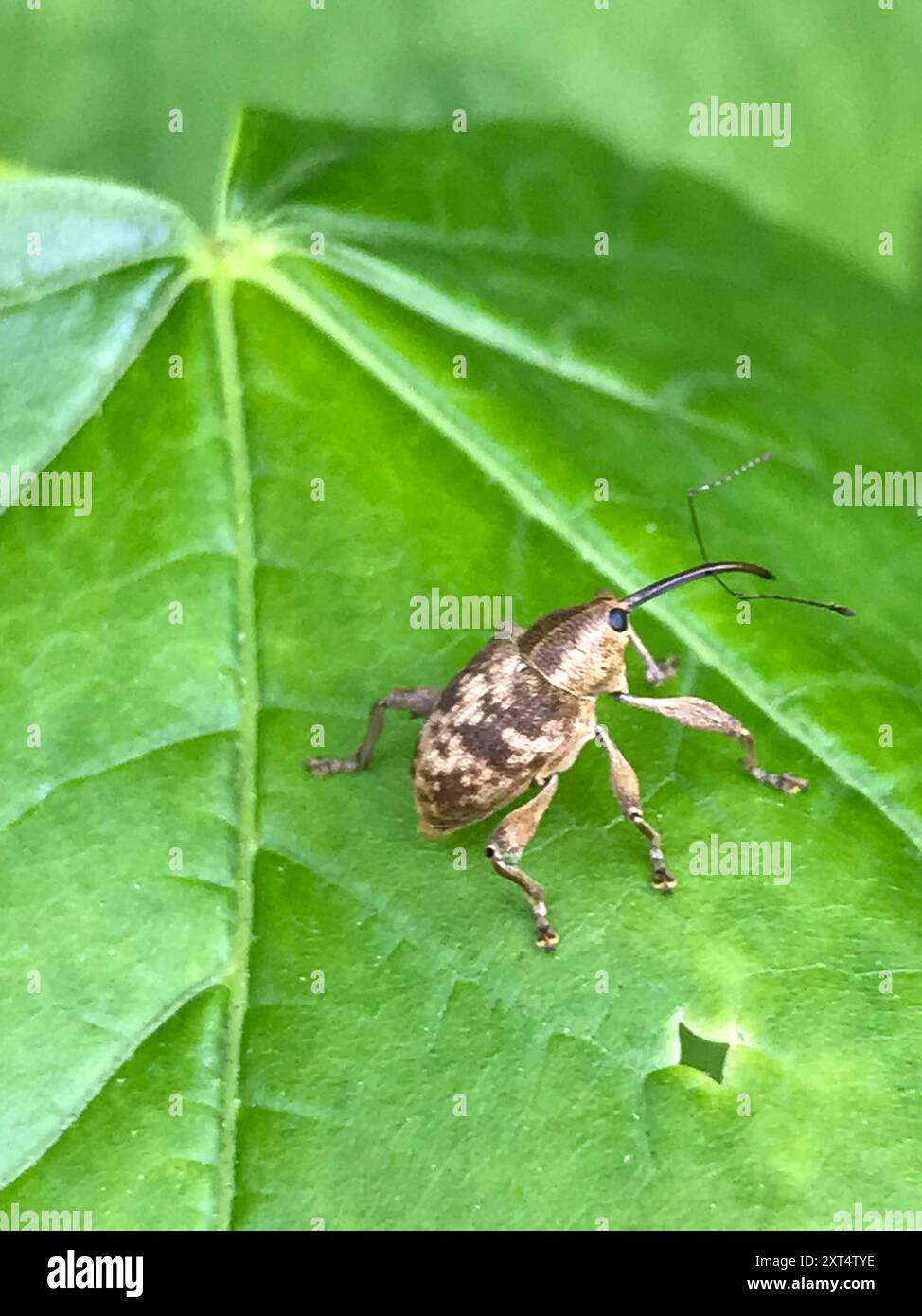 Nut and Acorn Weevils (Curculio) Insecta Stock Photo - Alamy