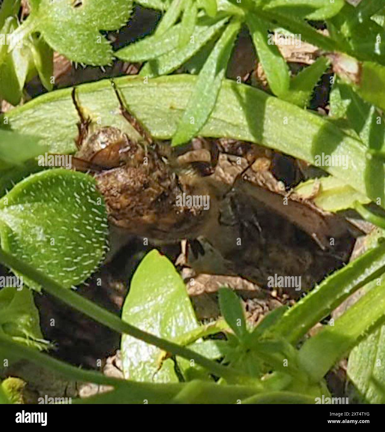 Bumble Flower Beetle (Euphoria inda) Insecta Stock Photo - Alamy