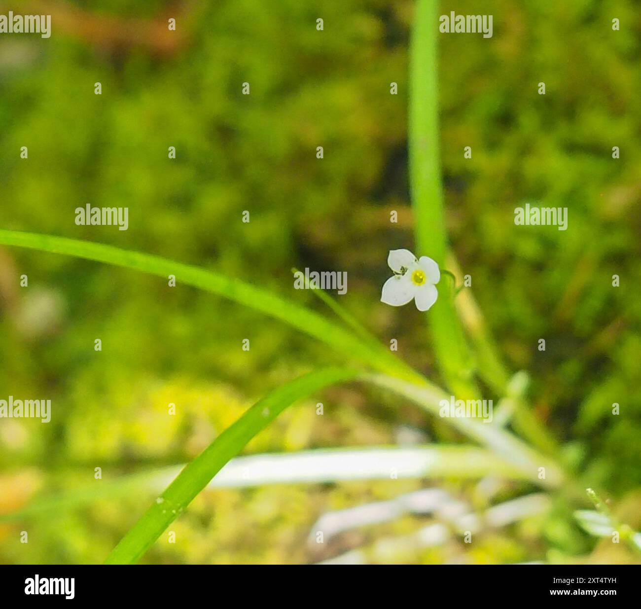 azure bluet (Houstonia caerulea) Plantae Stock Photo - Alamy