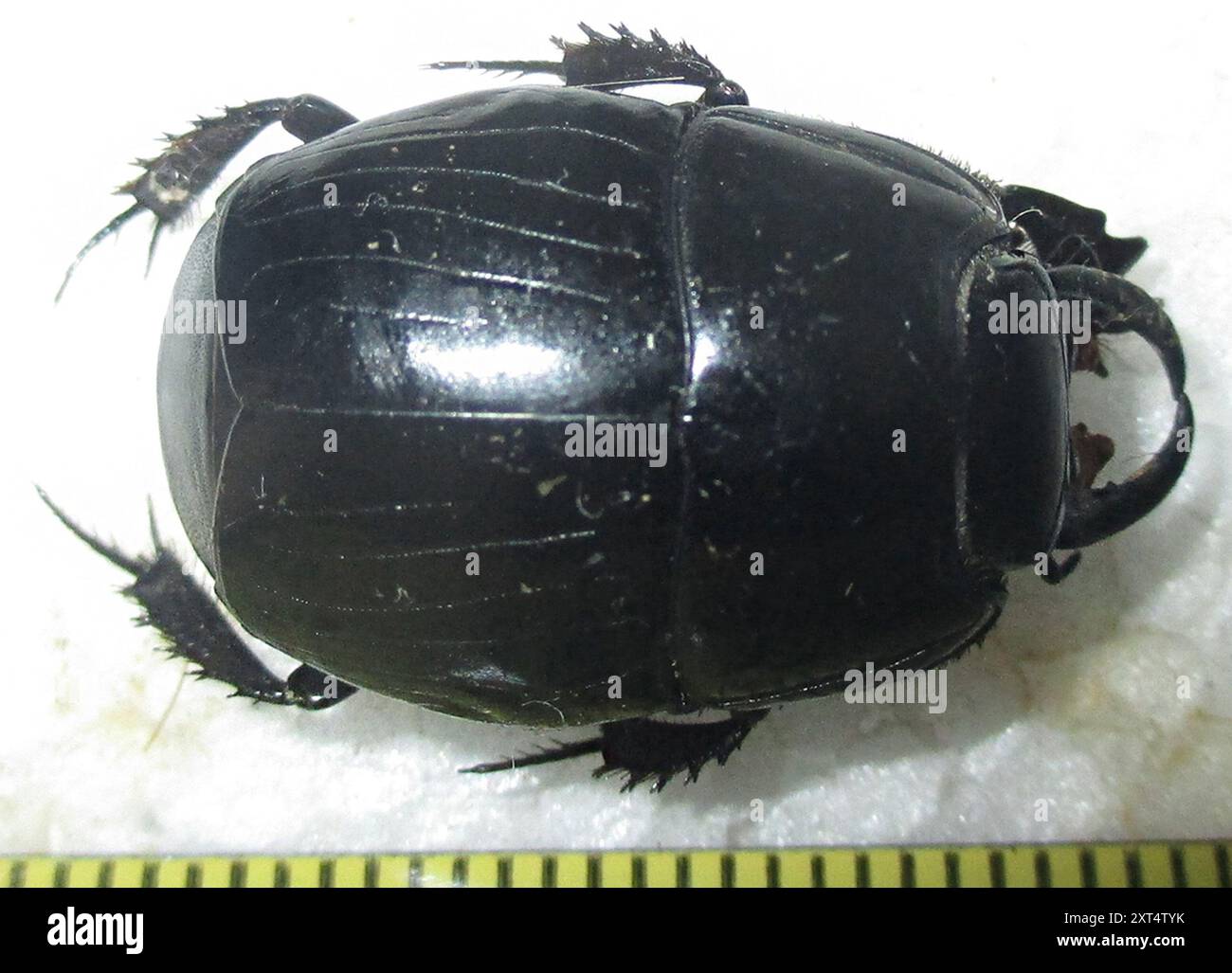 Hister Beetles (Histeridae) Insecta Stock Photo - Alamy