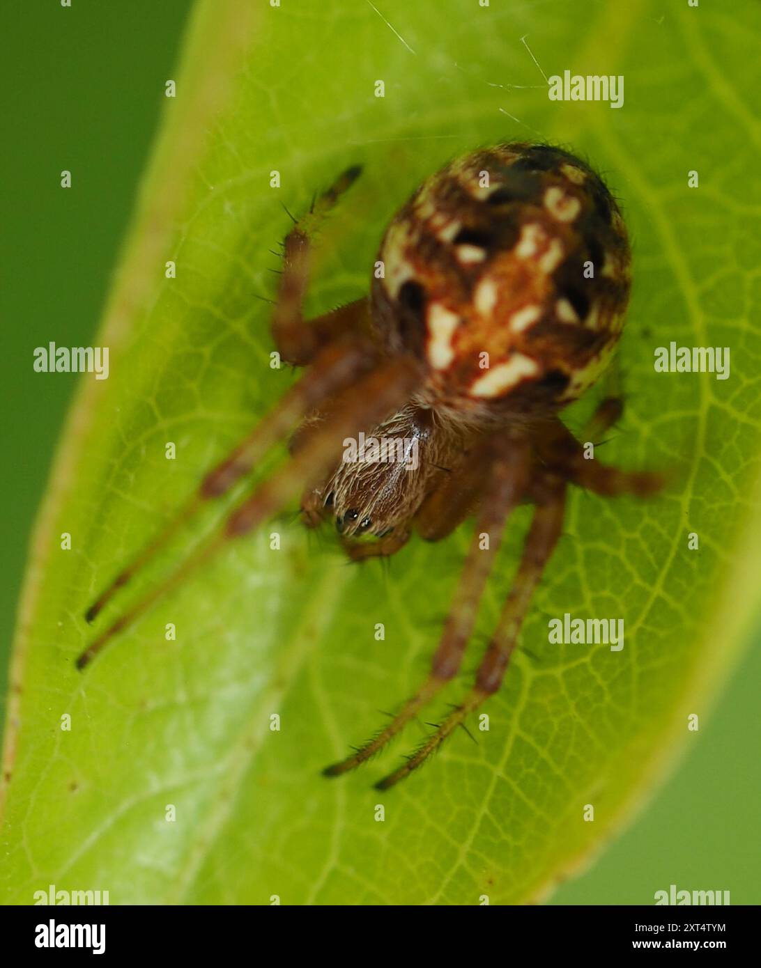 Arabesque Orbweaver (Neoscona arabesca) Arachnida Stock Photo - Alamy