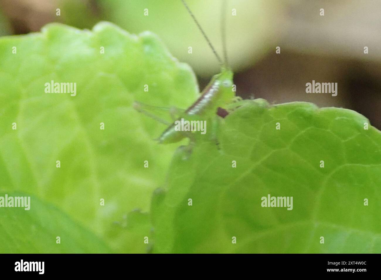 Common Meadow Katydids (Conocephalini) Insecta Stock Photo - Alamy