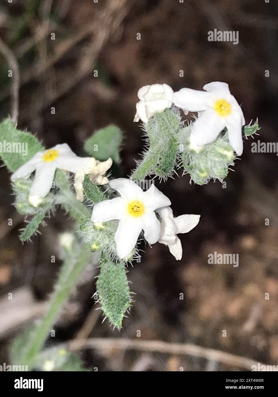 Annual Cryptanthas (Cryptantha) Plantae Stock Photo - Alamy