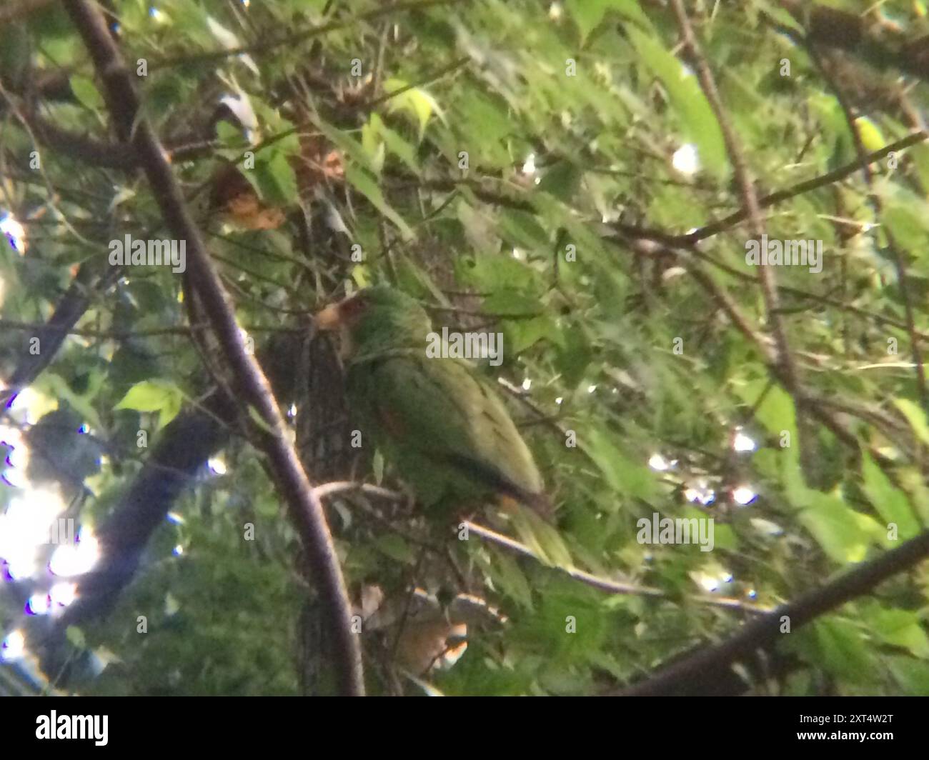 White-fronted Parrot (Amazona albifrons) Aves Stock Photo - Alamy