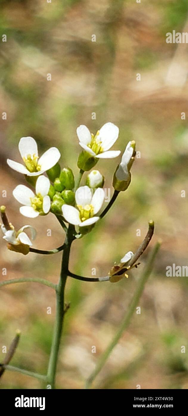mouse-ear cress (Arabidopsis thaliana) Plantae Stock Photo - Alamy