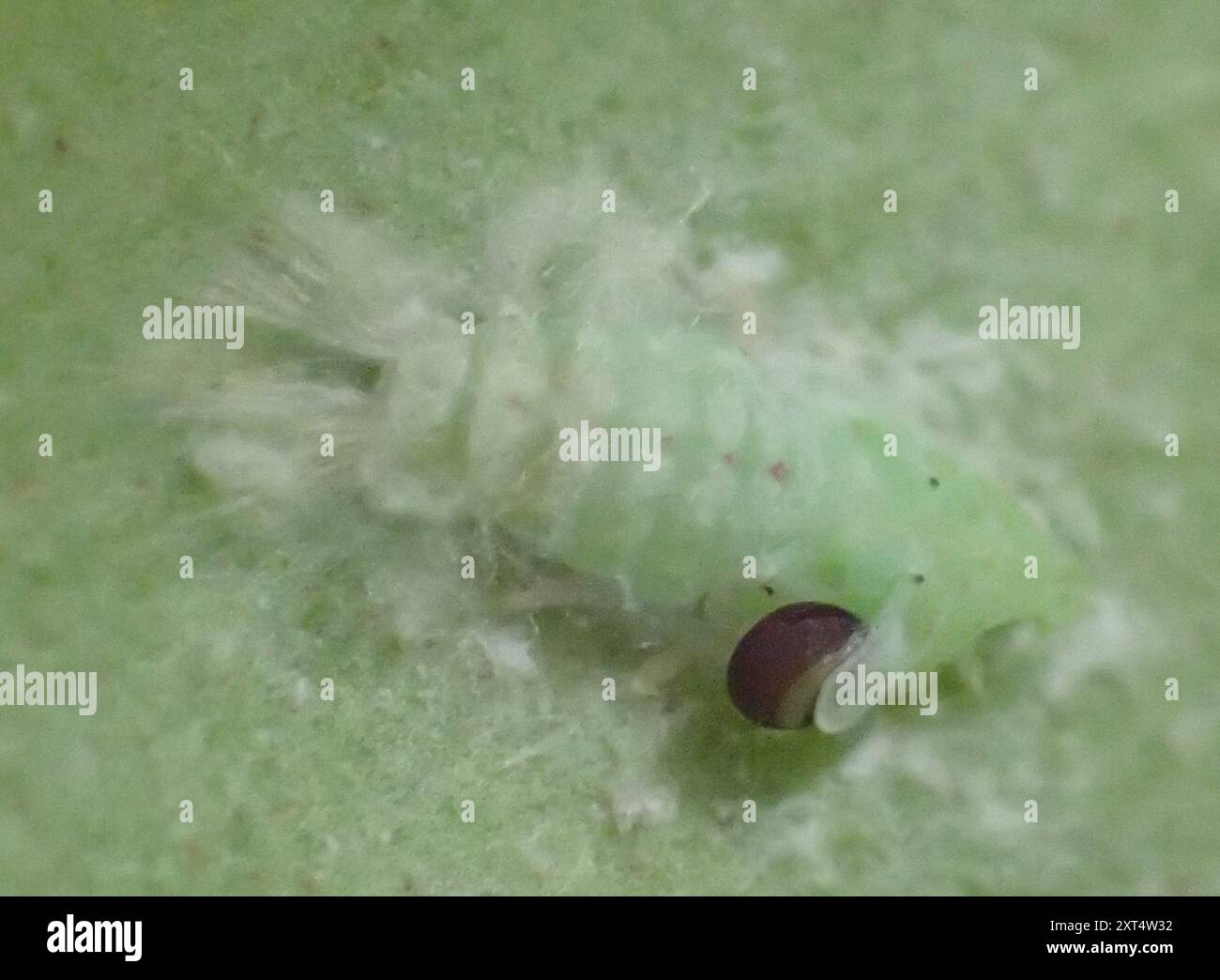 Pincer Wasps (Dryinidae) Insecta Stock Photo - Alamy