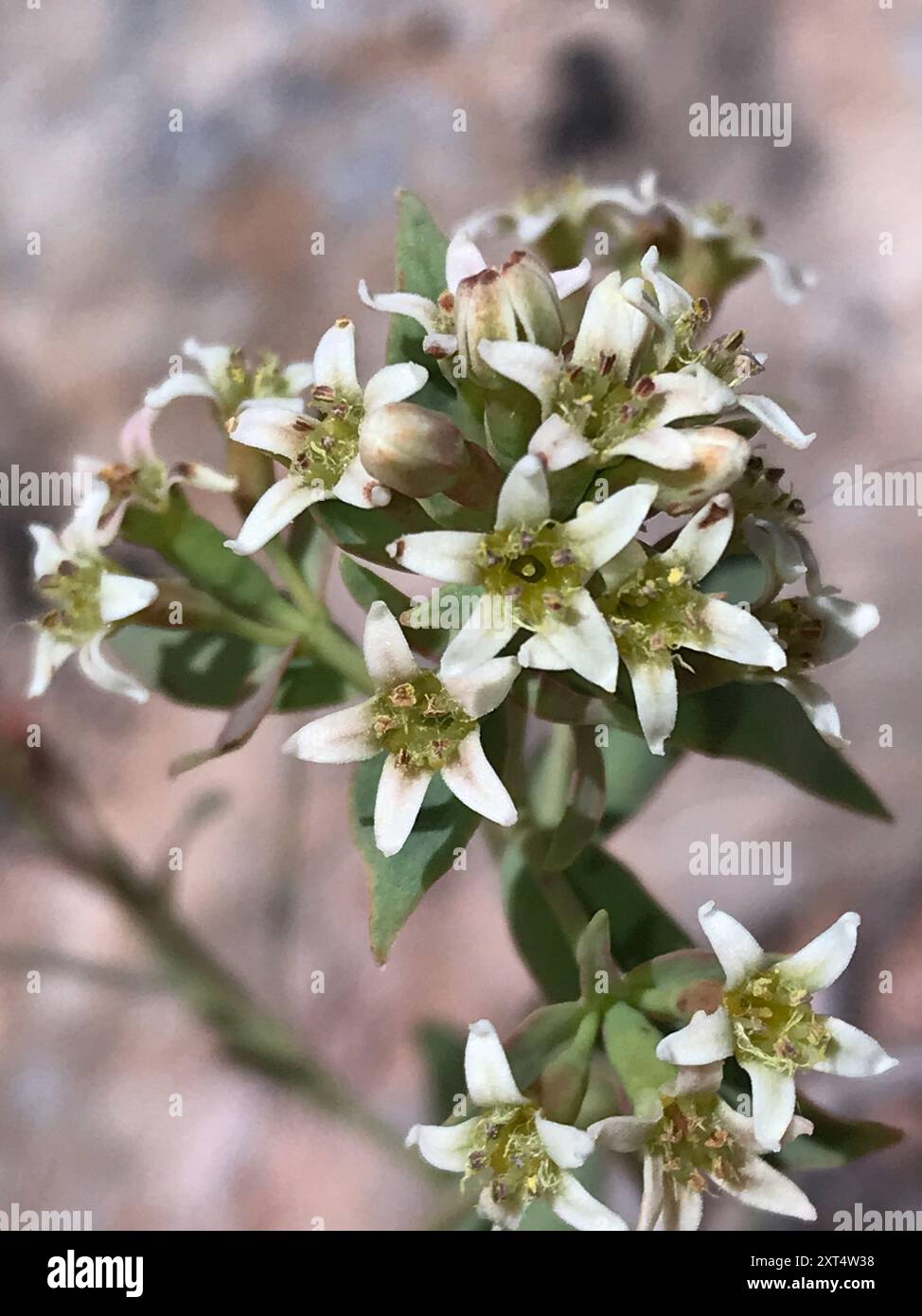bastard toadflax (Comandra umbellata) Plantae Stock Photo - Alamy