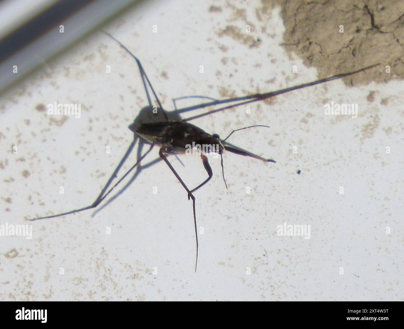 Water Striders (Gerridae) Insecta Stock Photo - Alamy